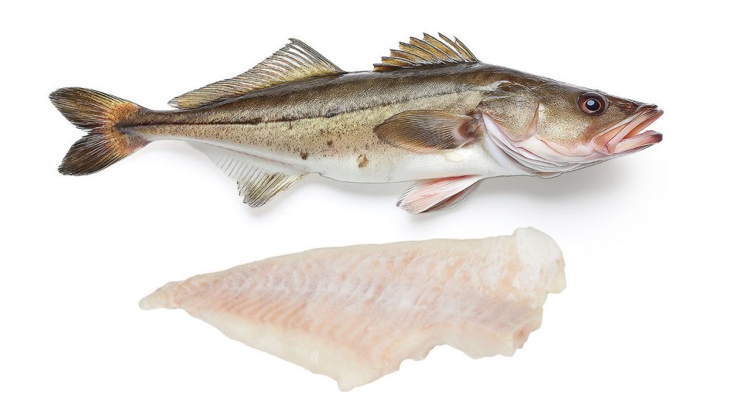 haddock fish