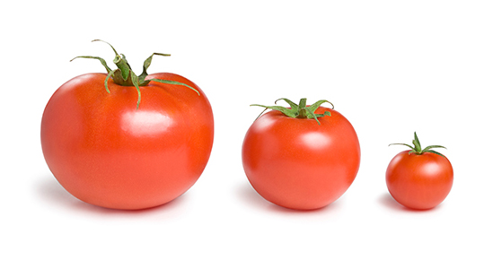 tomato cell size